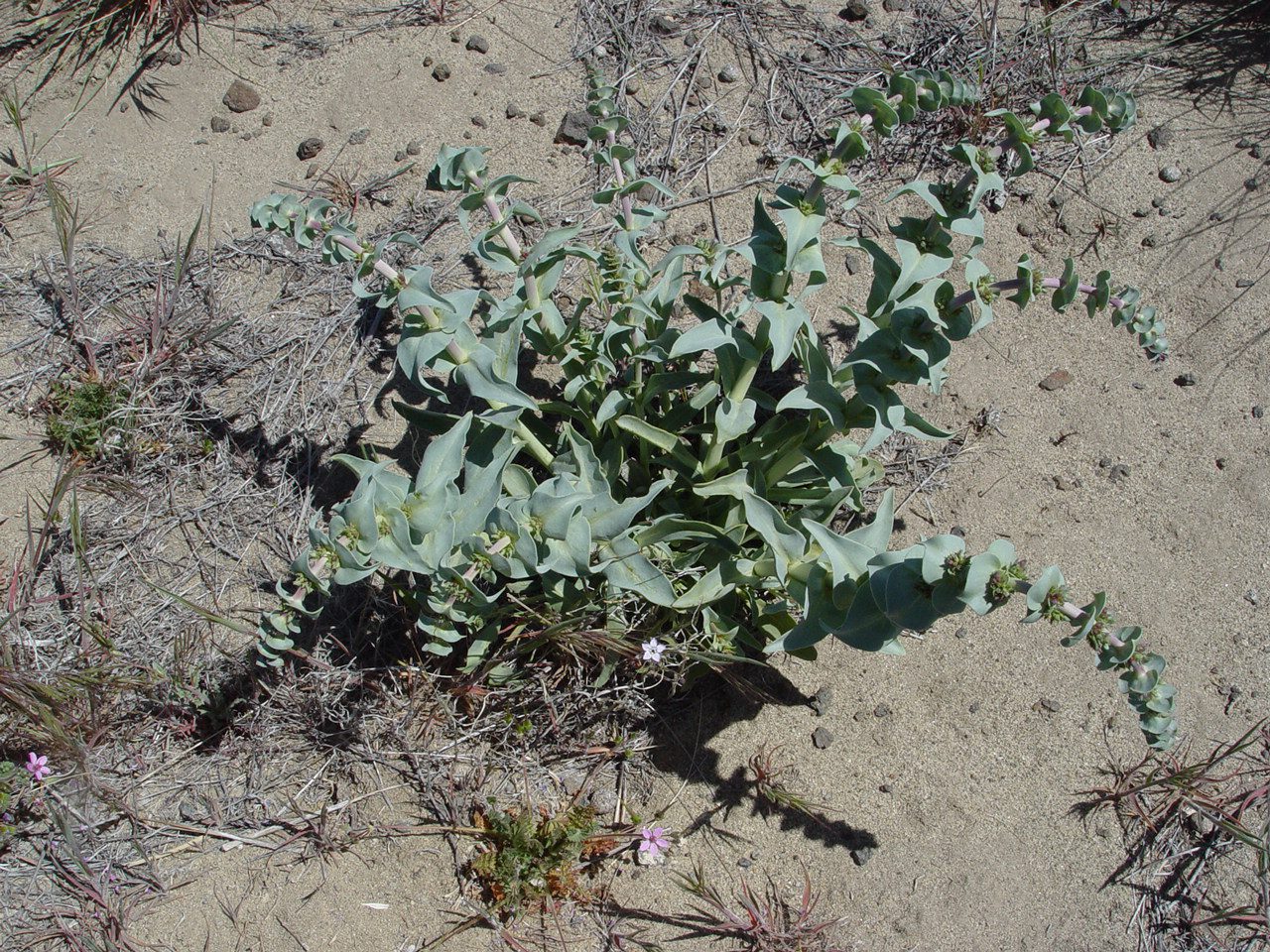 Sharpleaf penstemon (Penstemon acuminatus) | Western Forbs